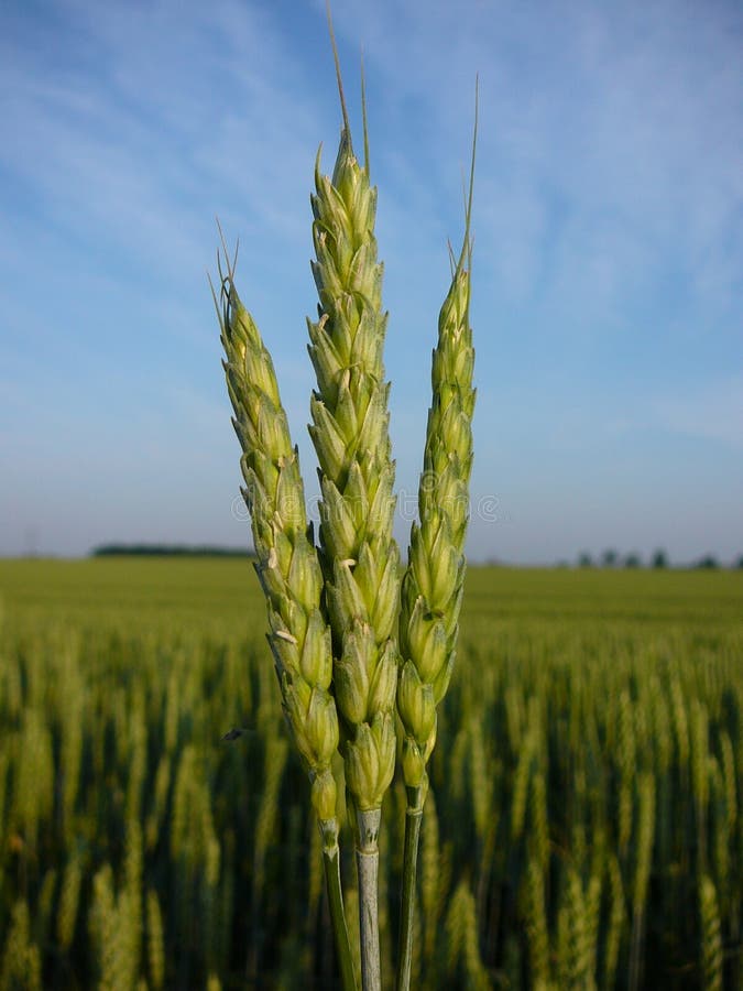 Early wheat crop stock photo. Image of blue, clouds, harvest - 2592632