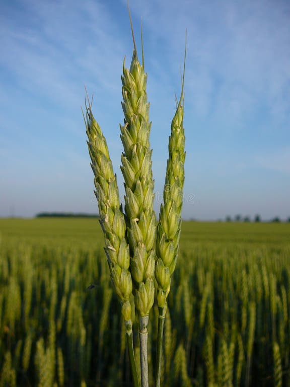 Early wheat crop stock photo. Image of blue, clouds, harvest - 2592632