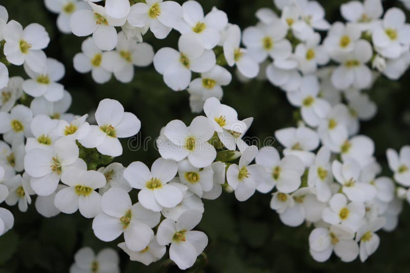 Early White Flowers in Garden. Spring Time. White Flowers Close Up ...