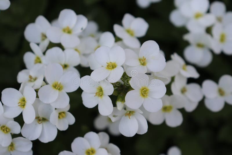 Early White Flowers in Garden. Spring Time. White Flowers Close Up ...