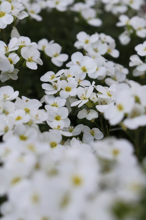 Early White Flowers in Garden. Spring Time. White Flowers Close Up ...