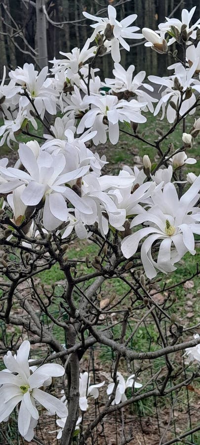 Early White Magnolia Blooming in Spring Stock Image - Image of early ...