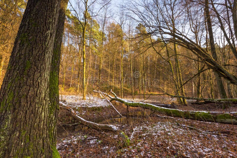 Early Winter Forest Landscape Stock Photo - Image of december ...