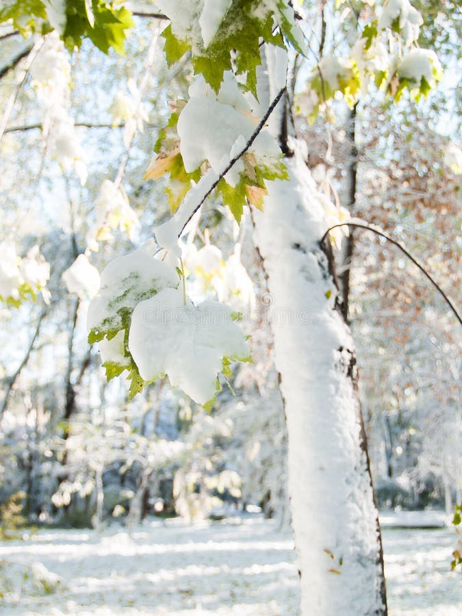 Early Winter. Green Leaves on a Tree Covered with Snow. Stock Photo ...