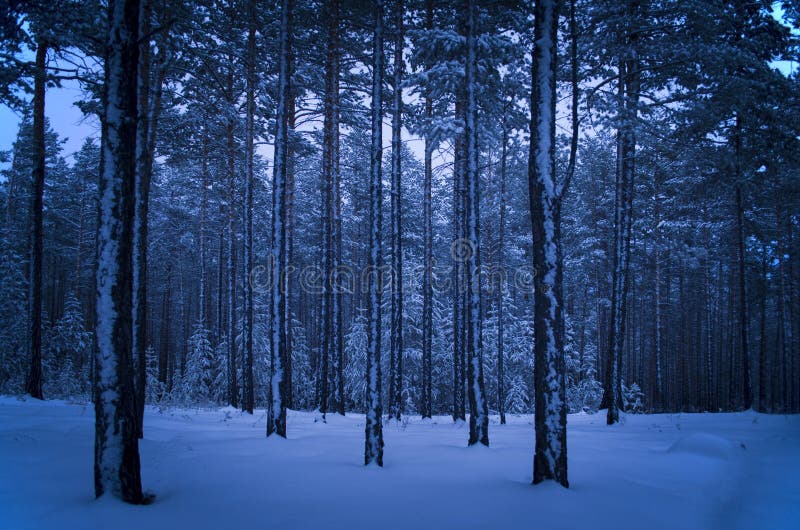 Early Winter Morning in a Pine Forest Stock Image - Image of remote ...