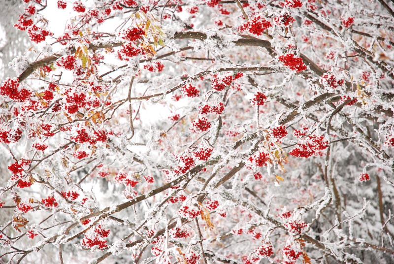 Early winter scene stock photo. Image of cover, berries - 11475964