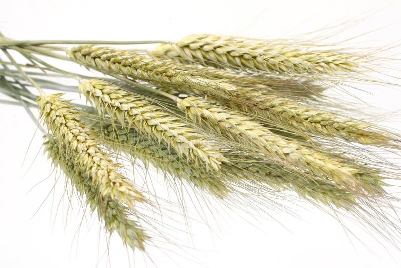 Ears stock image. Image of vegetable, summer, wheat, rural - 5410551