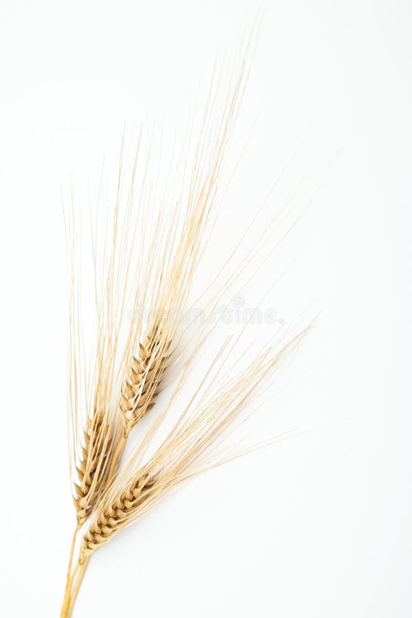 Bunch of barley stock photo. Image of culture, organic - 14935858