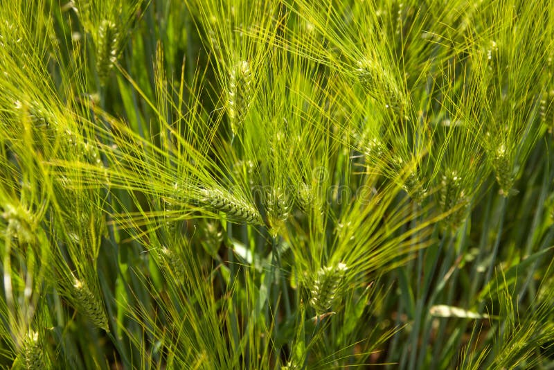 Ears of Barley As an Agricultural Background Stock Image - Image of ...