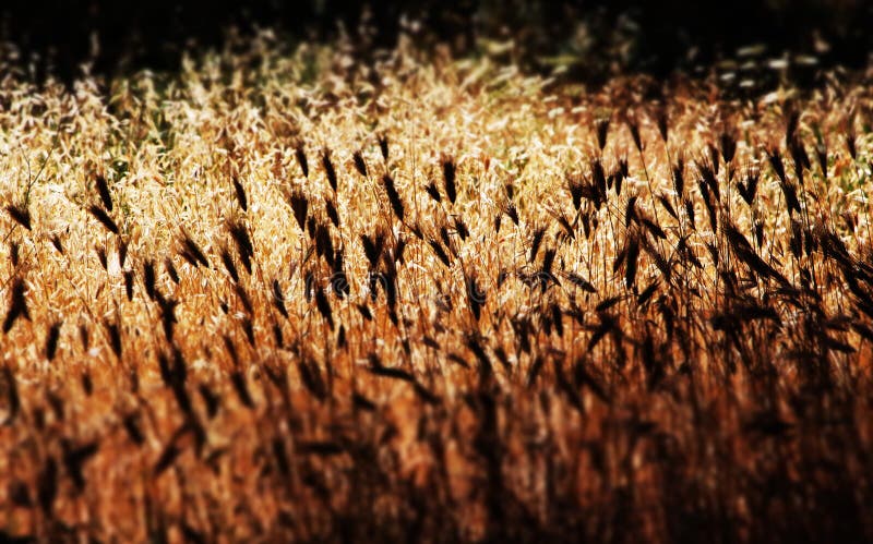 Ears of Corn, in Backlight, Miniature Style Stock Photo - Image of ears ...