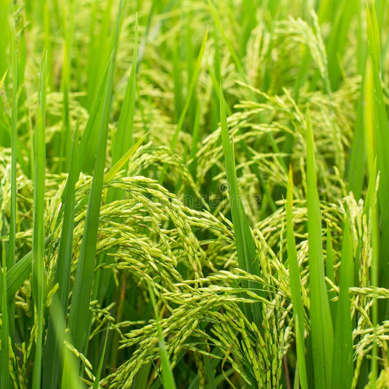 Ears of Corn Closeup on Green Rice Field. Agriculture. Stock Photo ...