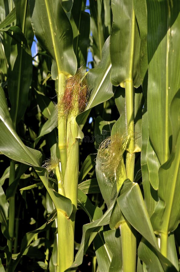 Ears of Corn Moving Up an Old Farm Elevator Stock Photo - Image of ...