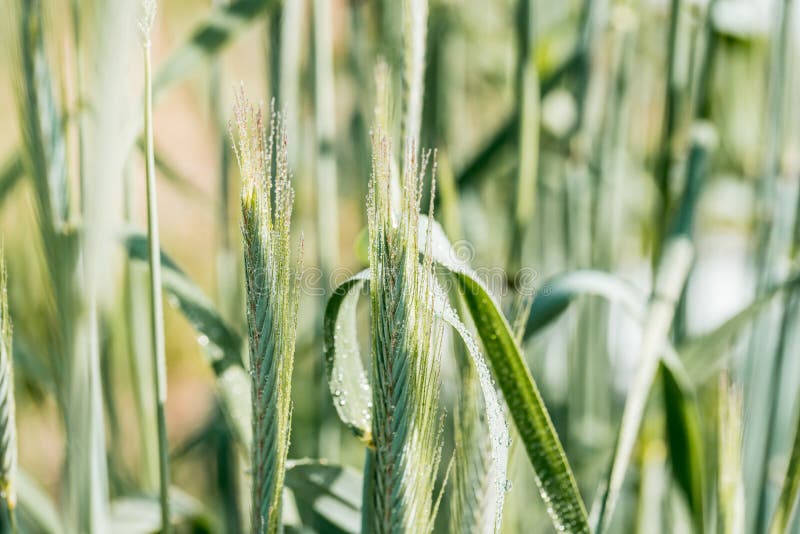 Ears of Corn in the Field, Macro a Drop of Dew or Rain. Wheat Ear in ...