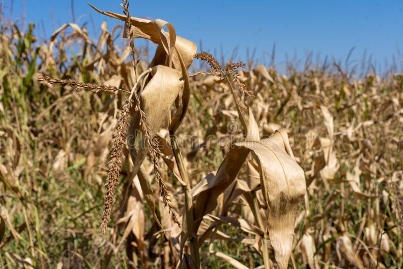 Ears of Corn in the Field in Summer Stock Image - Image of gold, growth ...