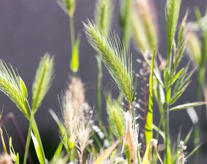 Ears of Corn on the Grass on the Nature Stock Image - Image of bright ...