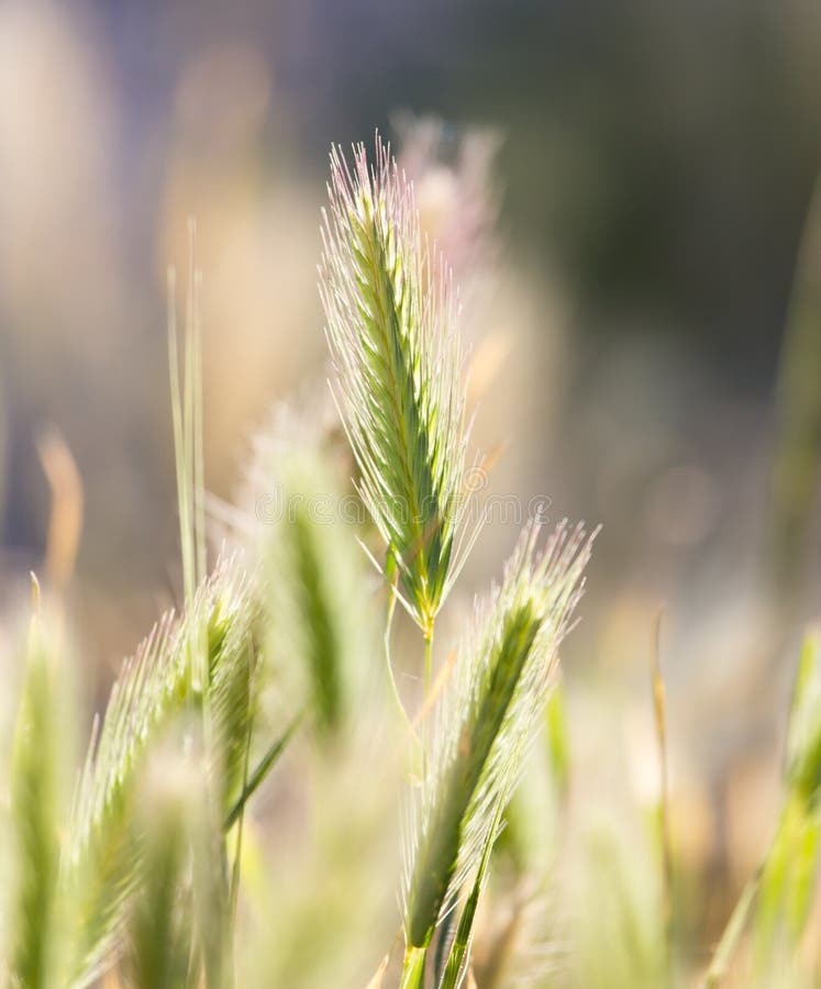 Ears of corn on the grass stock image. Image of grain - 102686791