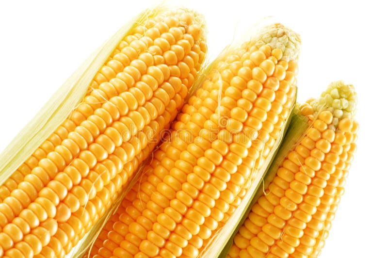 Ears of Corn Isolated on a White Background Stock Photo - Image of ...