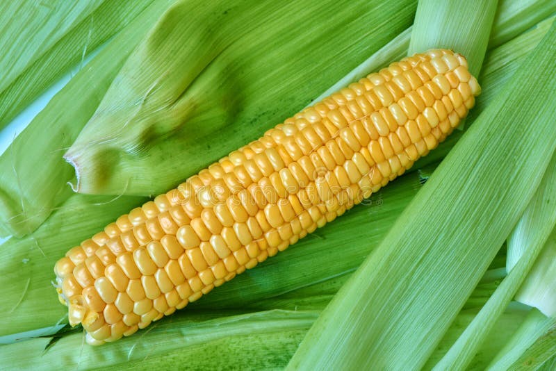 Ears of Corn Lying on the Background of Corn Leaves Stock Photo - Image ...