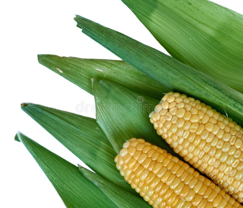 Ears of Corn Lying on the Background of Corn Leaves Stock Image - Image ...