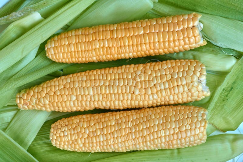 Ears of Corn Lying on the Background of Corn Leaves Stock Image - Image ...