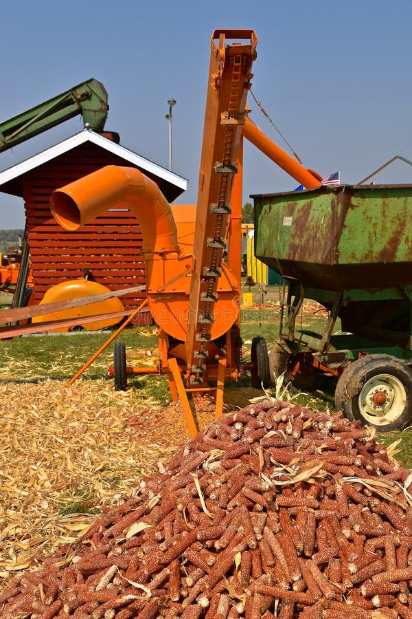 Ears of Corn Moving Up an Old Farm Elevator Stock Photo - Image of ...