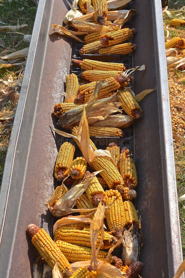 Ears of Corn Moving Up an Old Farm Elevator Stock Image - Image of farm ...