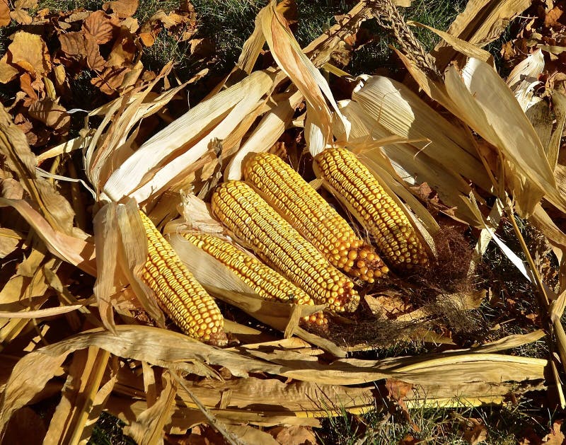 Ears of corn stock photo. Image of stalk, cash, production - 60956964