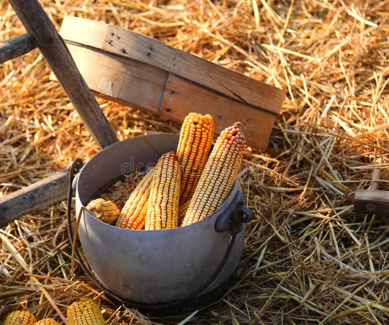Ears of Corn Which are Inside the Pot Lying on the Straw after Being ...