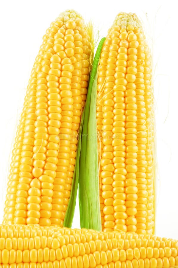 Ears of Corn on a White Background Stock Photo - Image of product ...