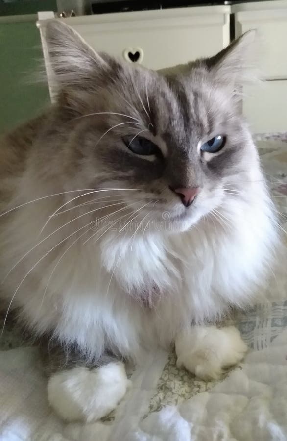 Ears crumpets face stock image. Image of crumpets, snout - 242189473