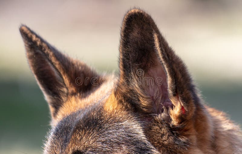 Ears on a Dog S Head. Close-up Stock Image - Image of mammal, canine ...