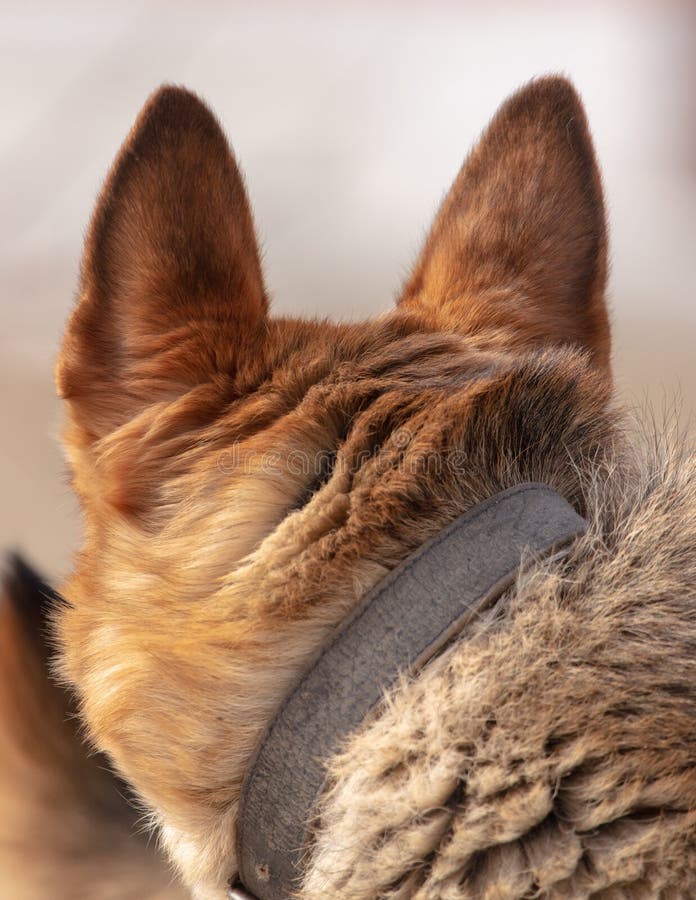 The ears of a dog stand up stock image. Image of listening - 114900009