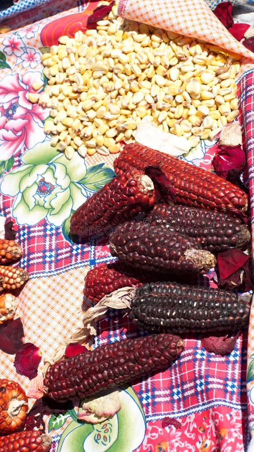 Ears of Dried Corn and Corn Kernels Stock Image - Image of food ...