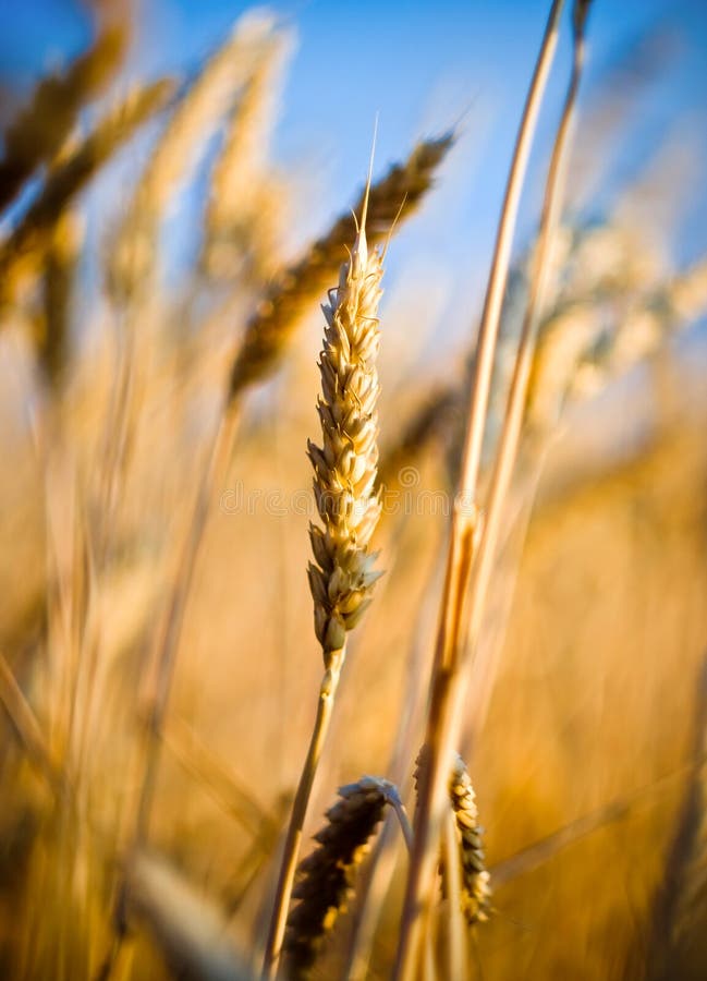 Ears on field stock image. Image of land, growth, natural - 27834647