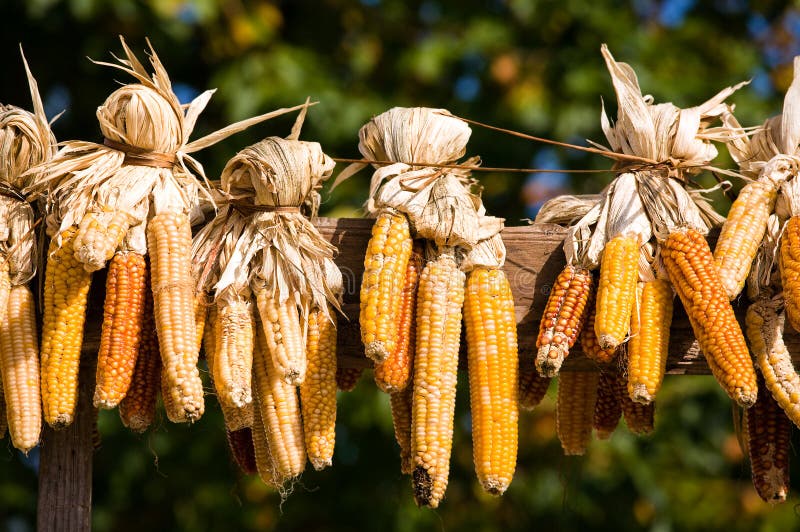 Ears of fresh corn stock image. Image of biofuel, color - 6507781