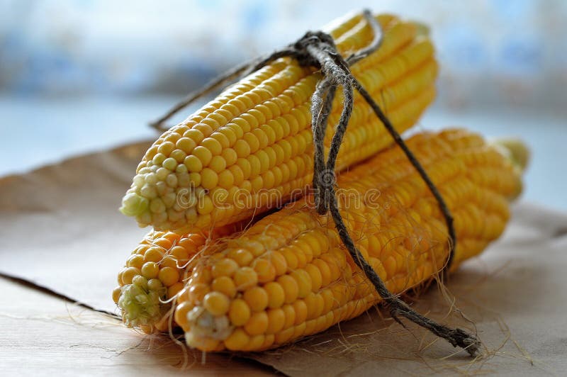 Ears of fresh corn stock photo. Image of dish, veggie - 77405232