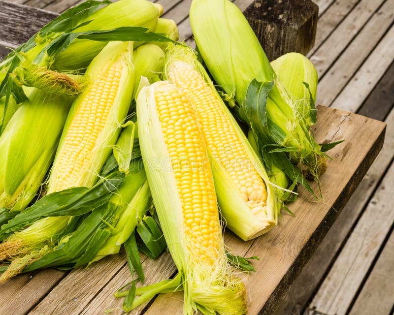 Ears of Fresh Yellow Sweet Corn Stock Photo - Image of corn, sweet ...