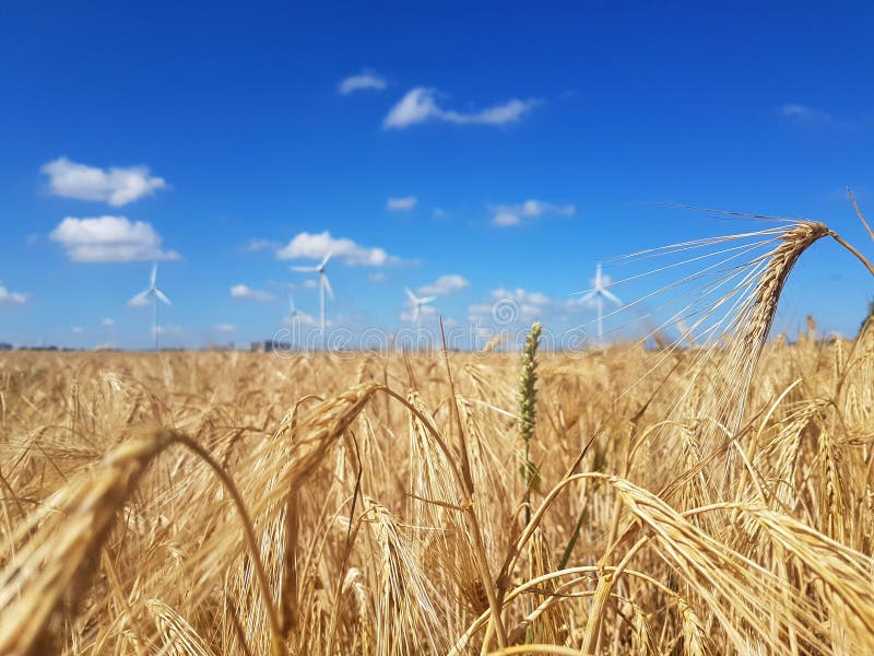Ears Of Golden Wheat Field With Wind Power Stock Photo - Image of ...