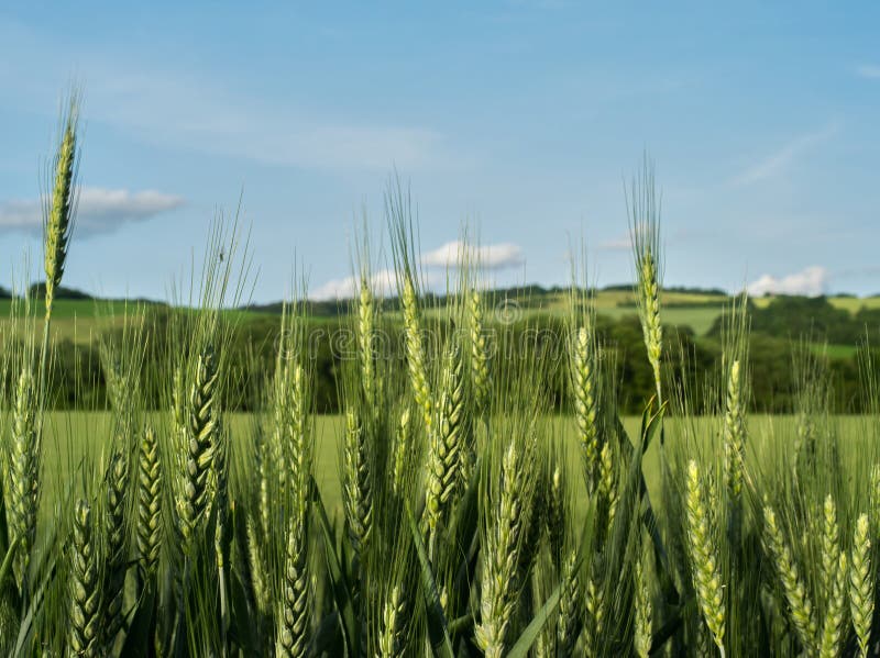Ears of Grain, Close Up. Barley, Spring Sunny Landscape Stock Image ...