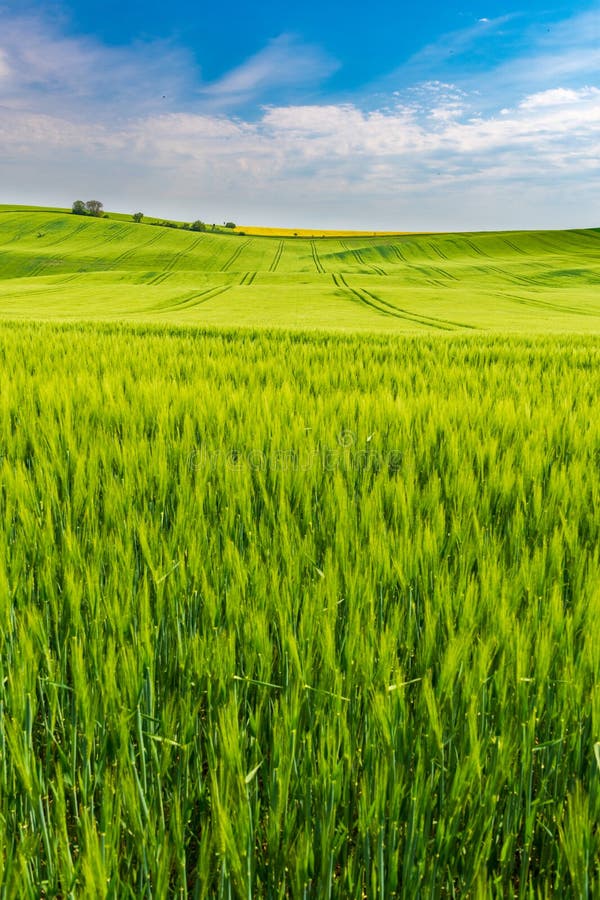 Ears of Grain Field. Colorful Agricultural Landscape Stock Image ...