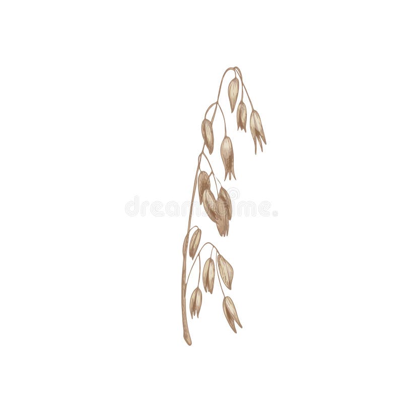 Ears and Grain of Oat. Vector Color Vintage Hand Drawn Hatching ...
