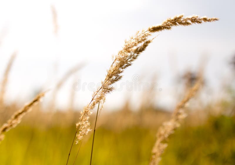 Ears of Grass on Autumn in Nature Stock Photo - Image of ears, rural ...