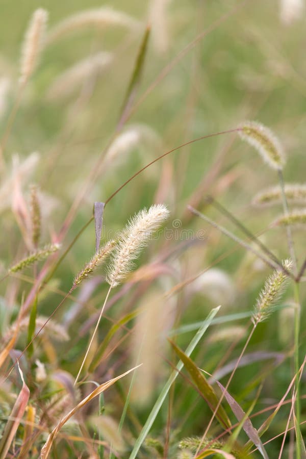 Ears of Grass on the Nature Stock Image - Image of sunny, countryside ...