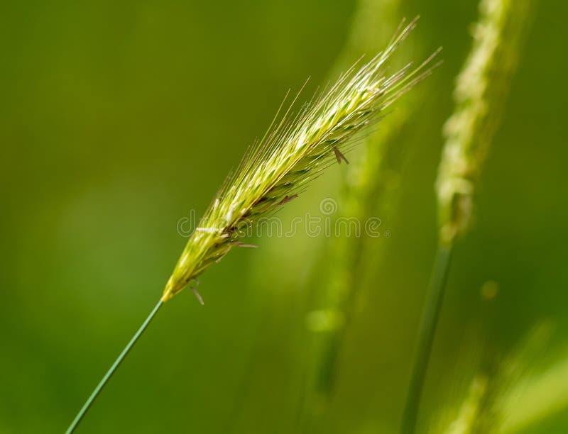 Ears on the Grass in the Park Stock Photo - Image of nature, field ...
