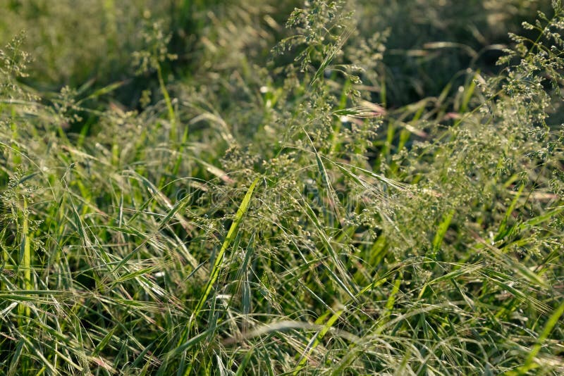 The Field Was Overgrown with Wild Grasses Stock Image - Image of iowa ...