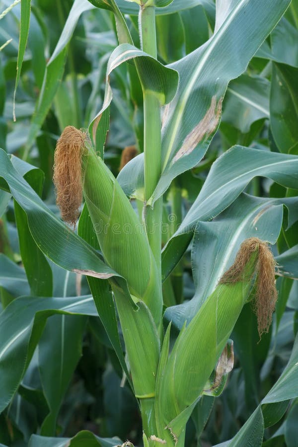 Ears of maize stock image. Image of leaf, landscape, cropland - 39583113
