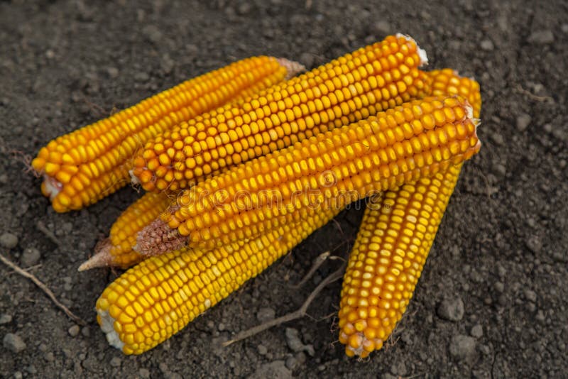 Maize cob stock image. Image of harvest, healthy, leaf - 101888033