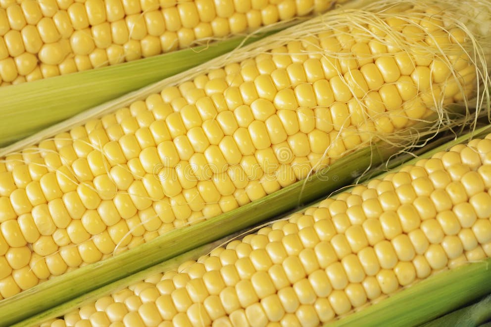 Ears of Maize with Irregular Rows of Kernels Close-up Stock Photo ...