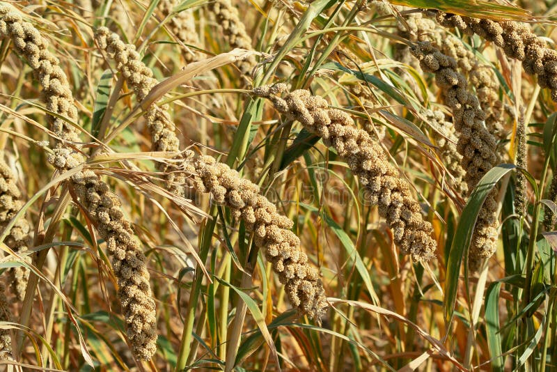 Millet stock photo. Image of fall, autumnal, eating, autumn - 34334918