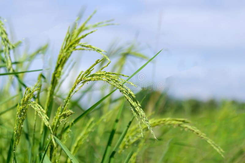 Ears of Organic Rice Jasmine and Blue Sky. Close-up of Rice Ears Stock ...
